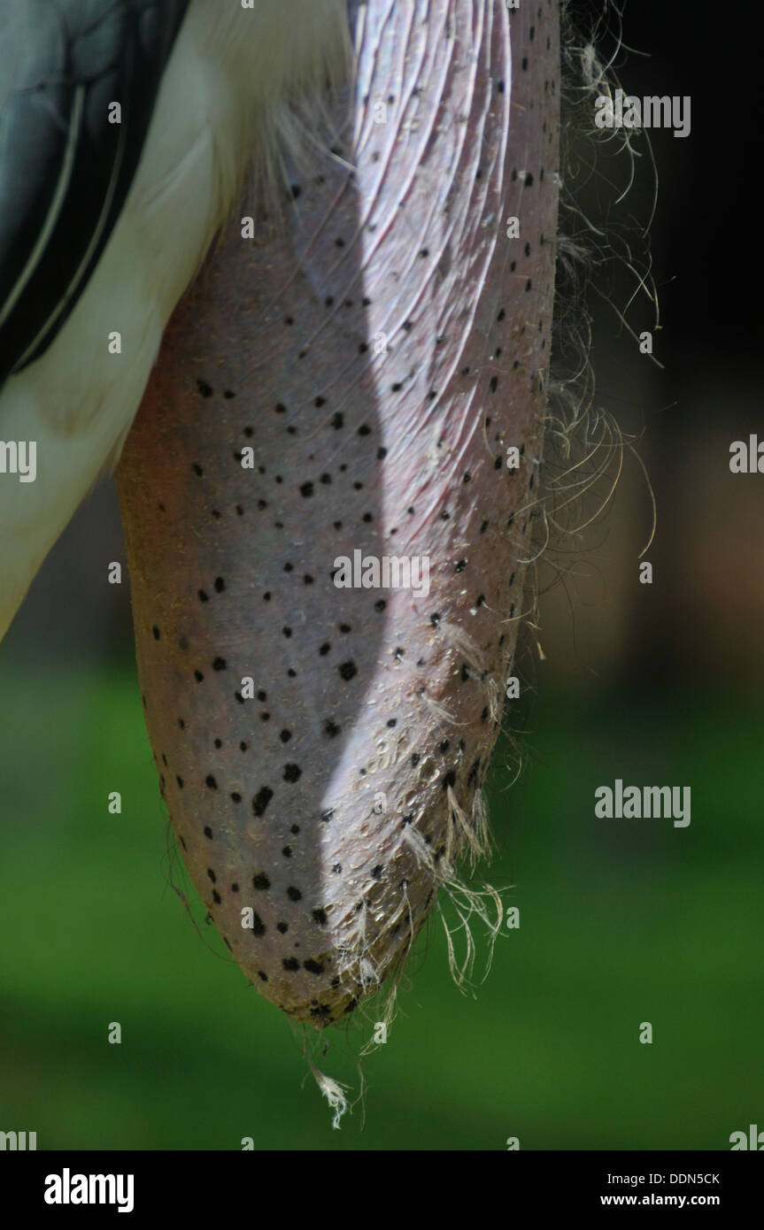 Throat sac hi-res stock photography and images - Alamy