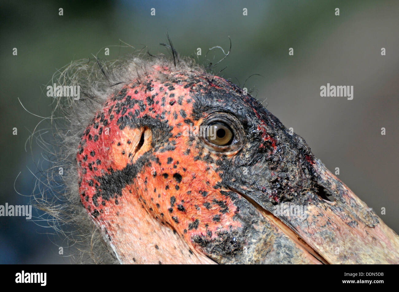 The undertaker bird hi-res stock photography and images - Alamy
