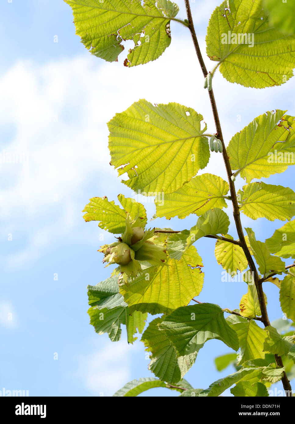 Hazelnut tree with fruits Stock Photo - Alamy