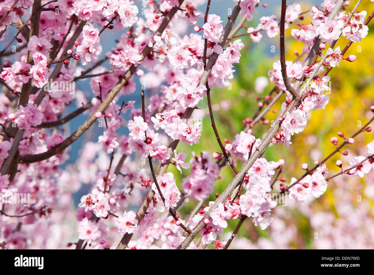 Chinese plum tree hi-res stock photography and images - Alamy