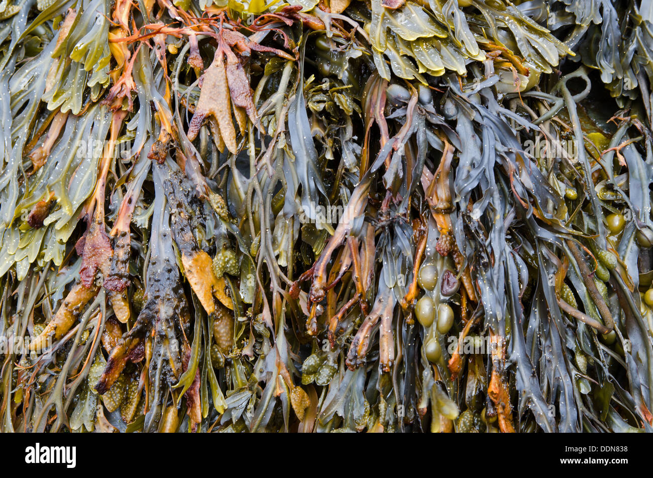 Seaweed hi-res stock photography and images - Alamy