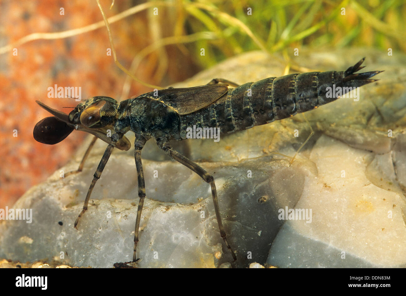 blue-green darner, southern aeshna, southern hawker, larvae, Blaugrüne ...