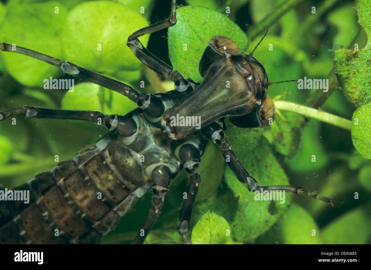 blue-green darner, southern aeshna, southern hawker, larvae, Blaugrüne ...