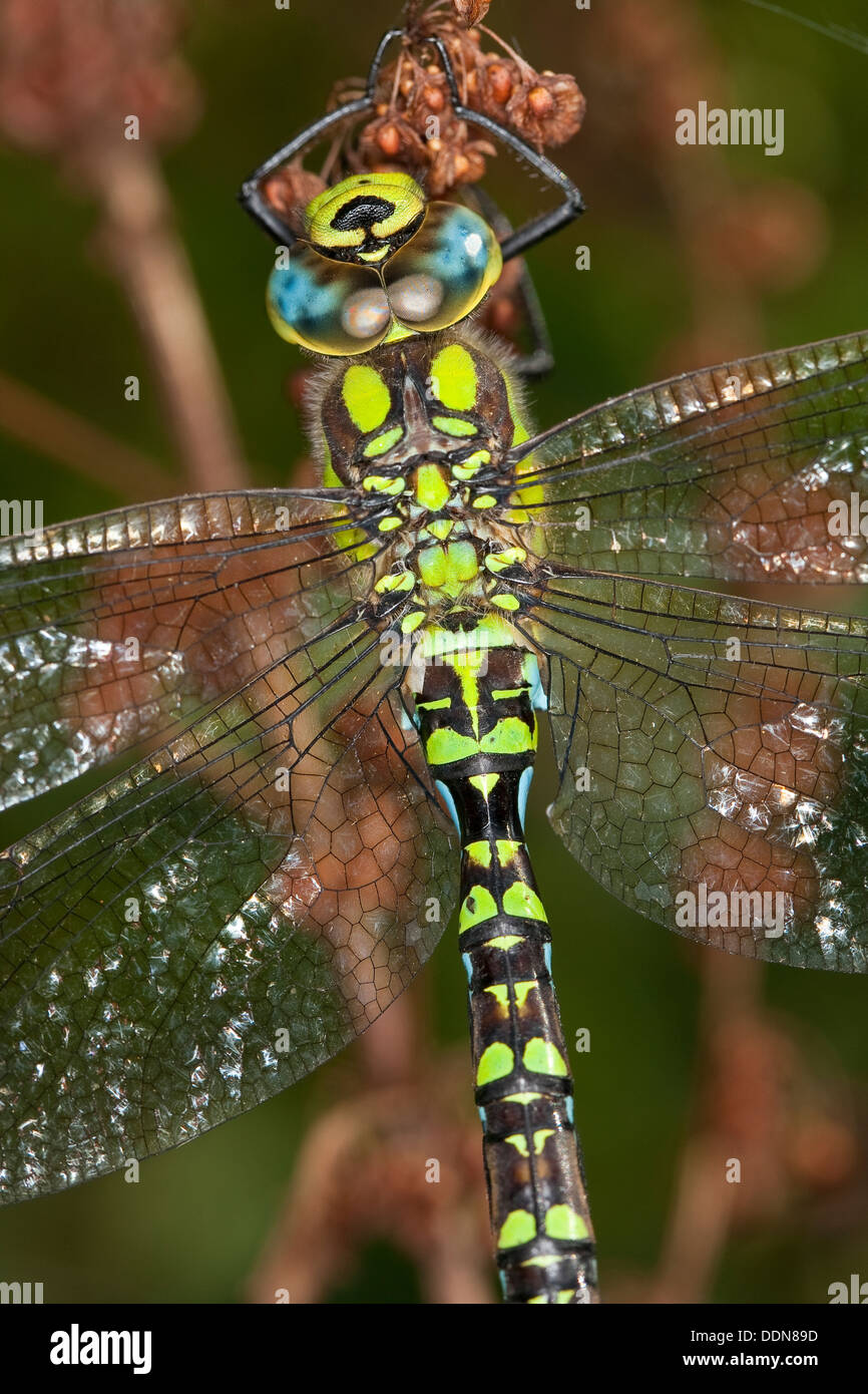 Aeschna cyanea hi-res stock photography and images - Alamy