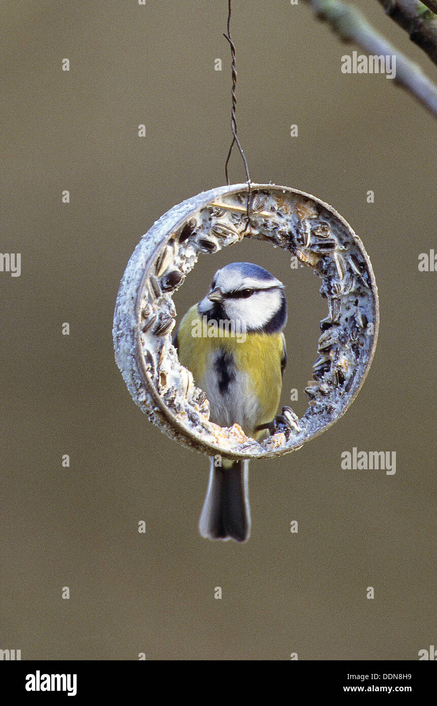 Blue tit, Blaumeise, Blau-Meise, Meise, Parus caeruleus, Vogelfütterung ...