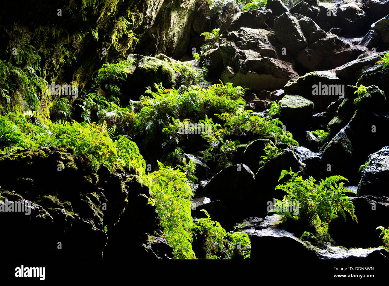 Looking back cave opening green hi-res stock photography and images - Alamy