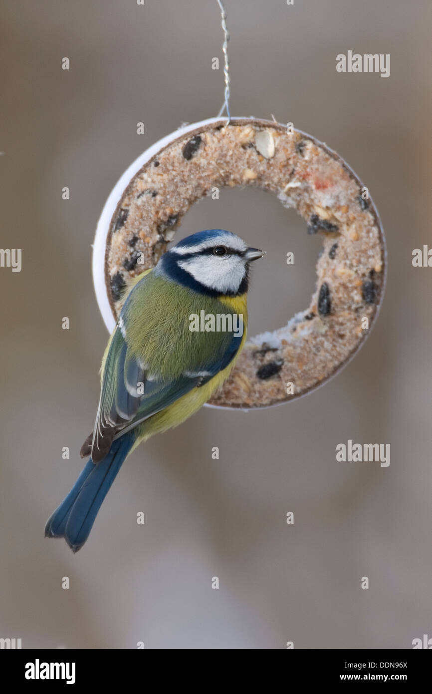 Blue tit, Blaumeise, Blau-Meise, Meise, Parus caeruleus, Vogelfütterung ...