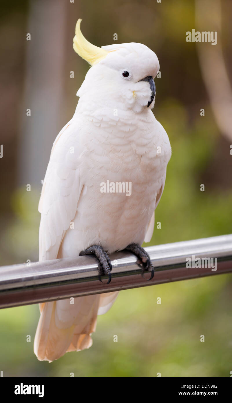 Australian native cockatoos hi-res stock photography and images - Alamy