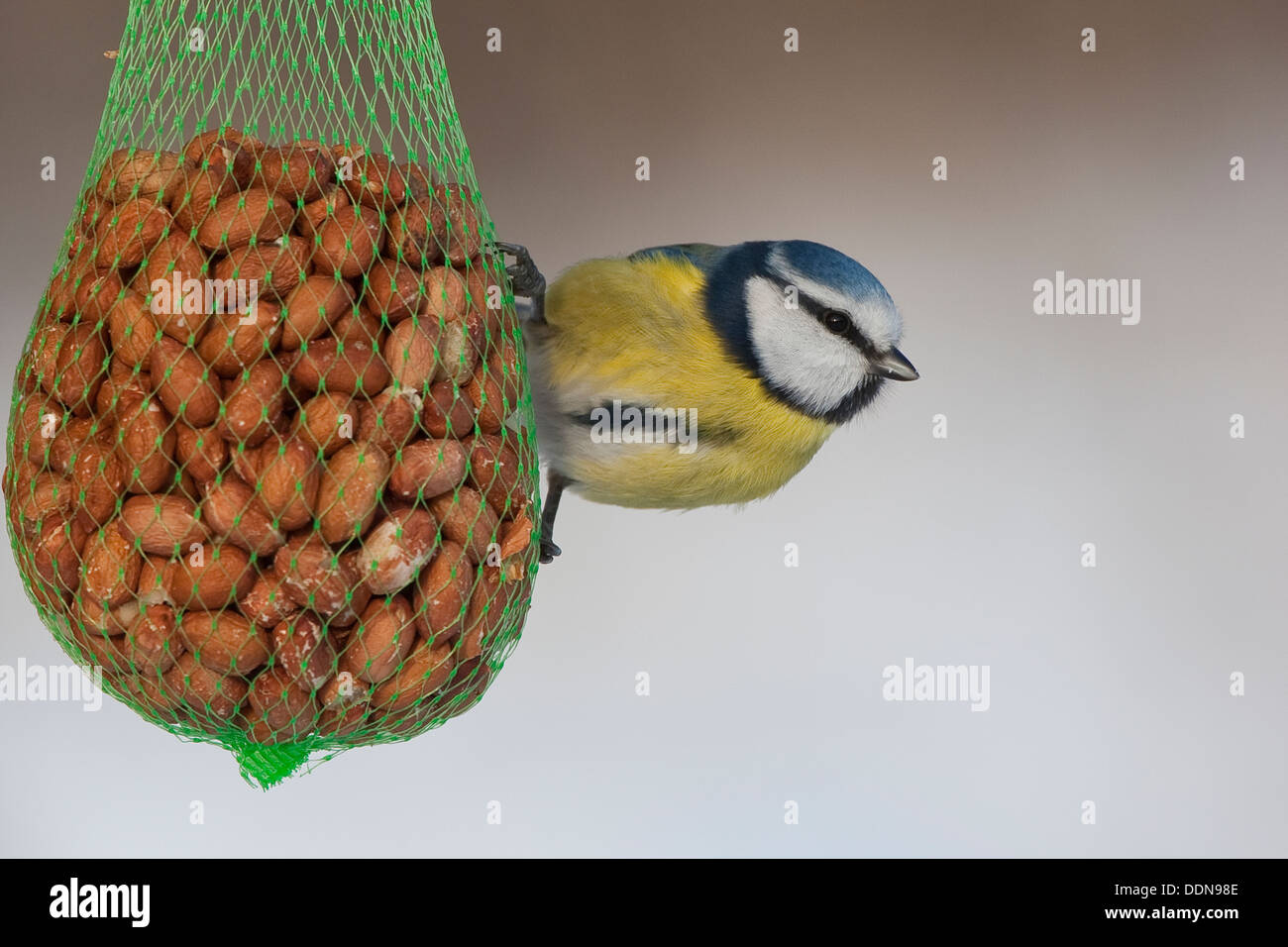 Blue tit, Blaumeise, Blau-Meise, Meise, Parus caeruleus, Vogelfütterung ...