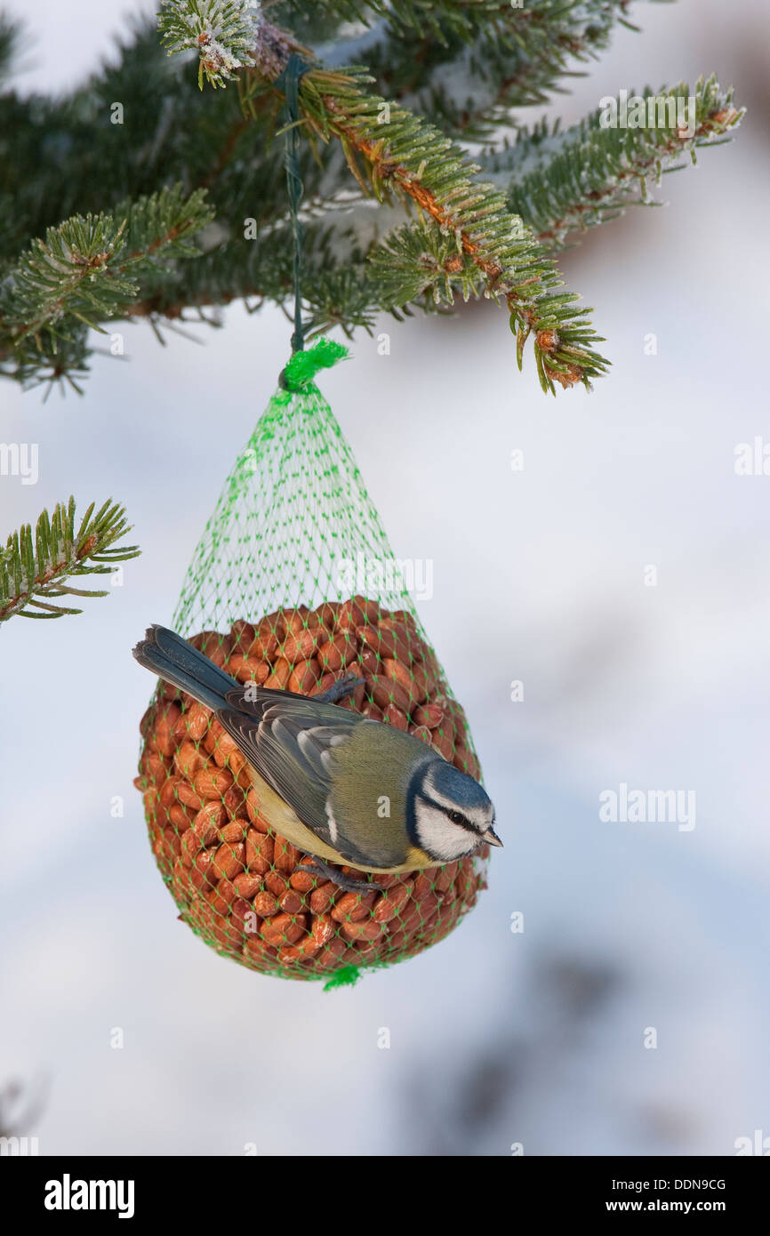 Blue tit, Blaumeise, Blau-Meise, Meise, Parus caeruleus, Vogelfütterung ...