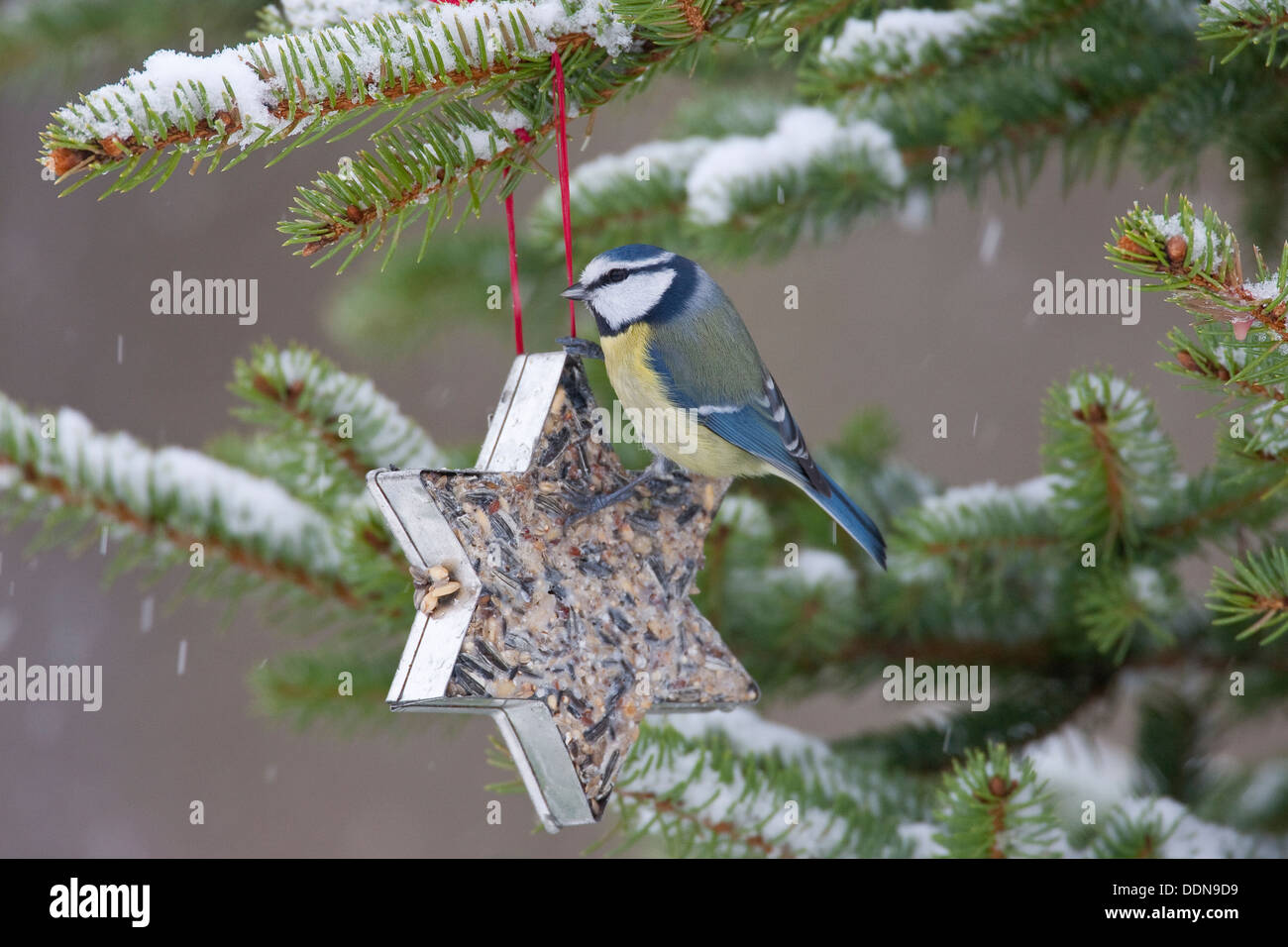 Blue tit, Blaumeise, Blau-Meise, Meise, Parus caeruleus, Vogelfütterung ...
