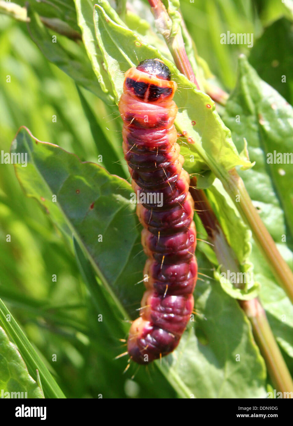 Goat Moth caterpillar (Cossus cossus) close-up Stock Photo - Alamy