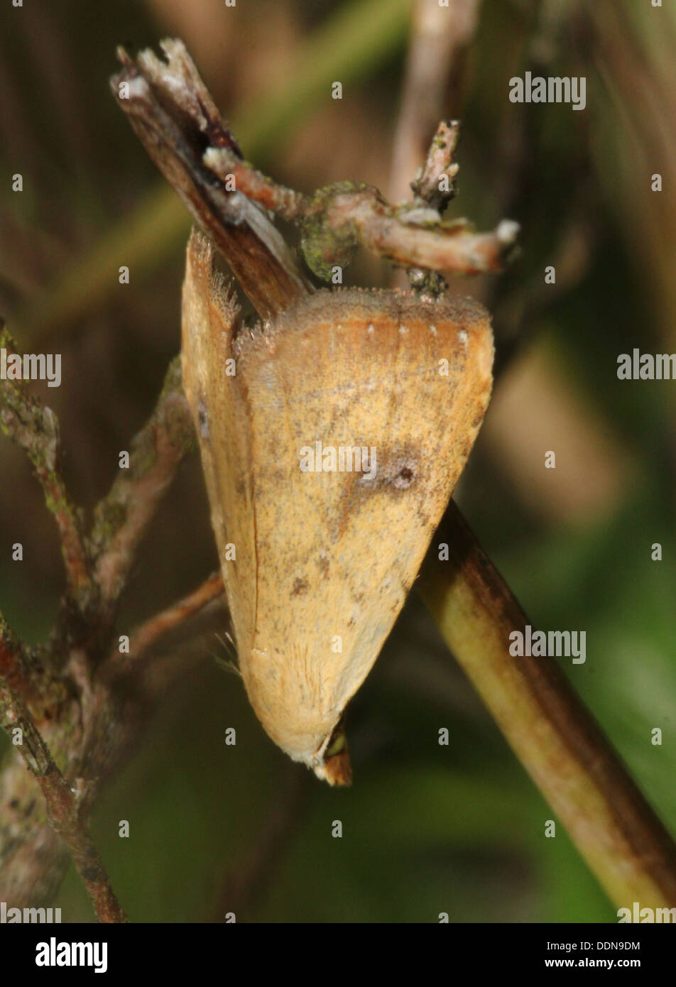 Straw Dot Moth (Rivula sericealis Stock Photo - Alamy