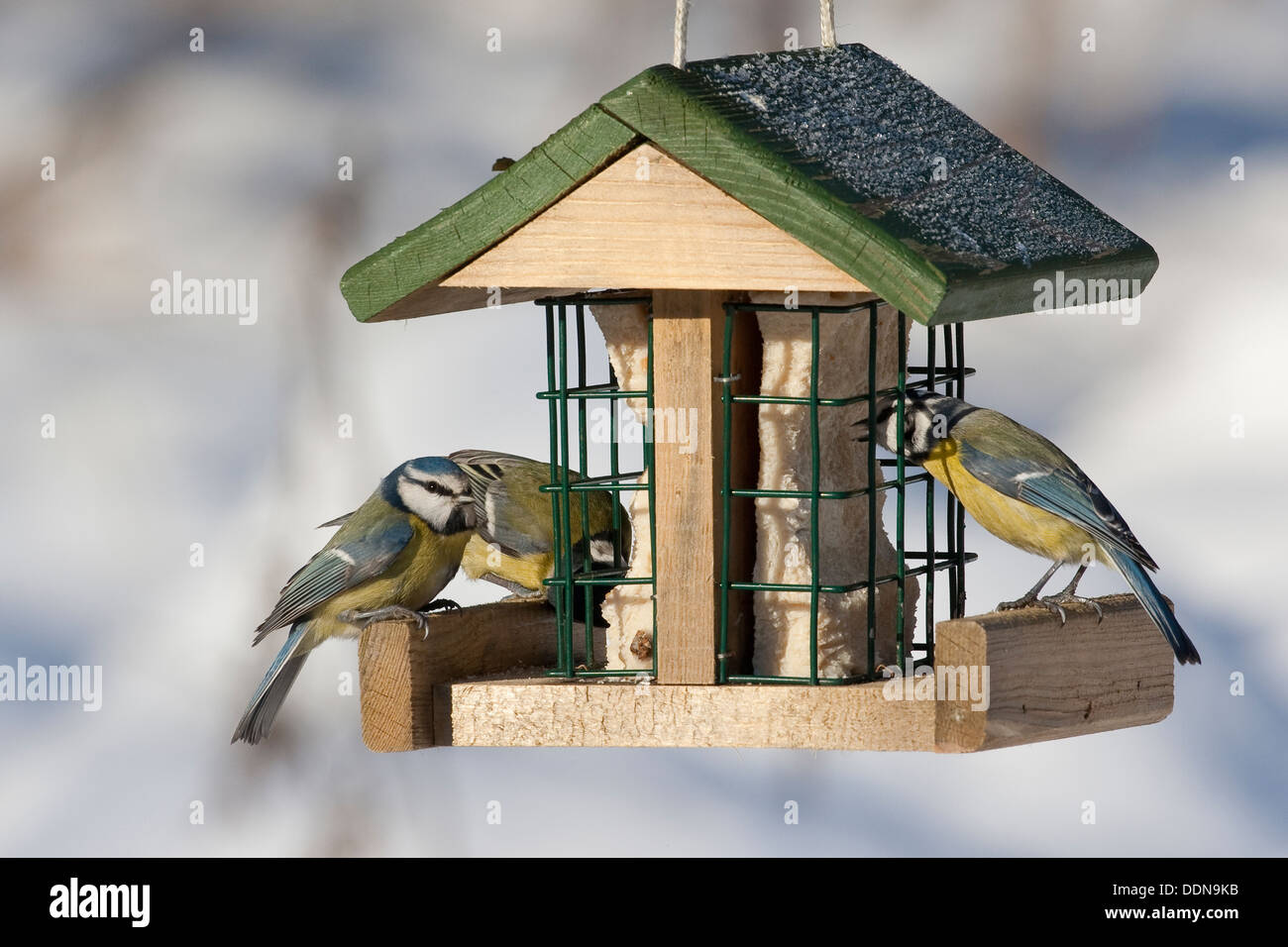 Blue tit, Blaumeise, Blau-Meise, Meise, Parus caeruleus, Vogelfütterung ...