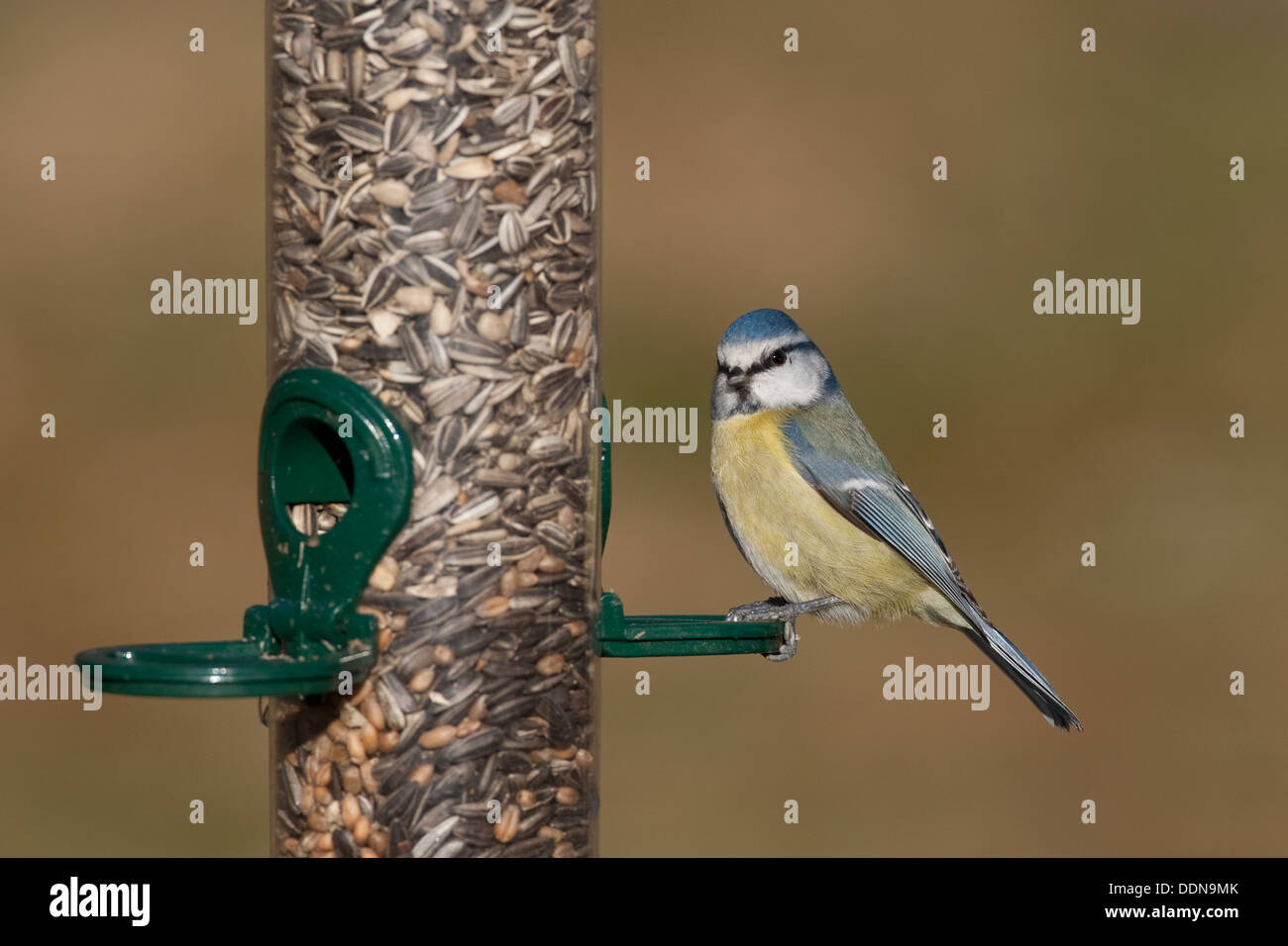 Blue tit, Blaumeise, Blau-Meise, Meise, Parus caeruleus, Vogelfütterung ...
