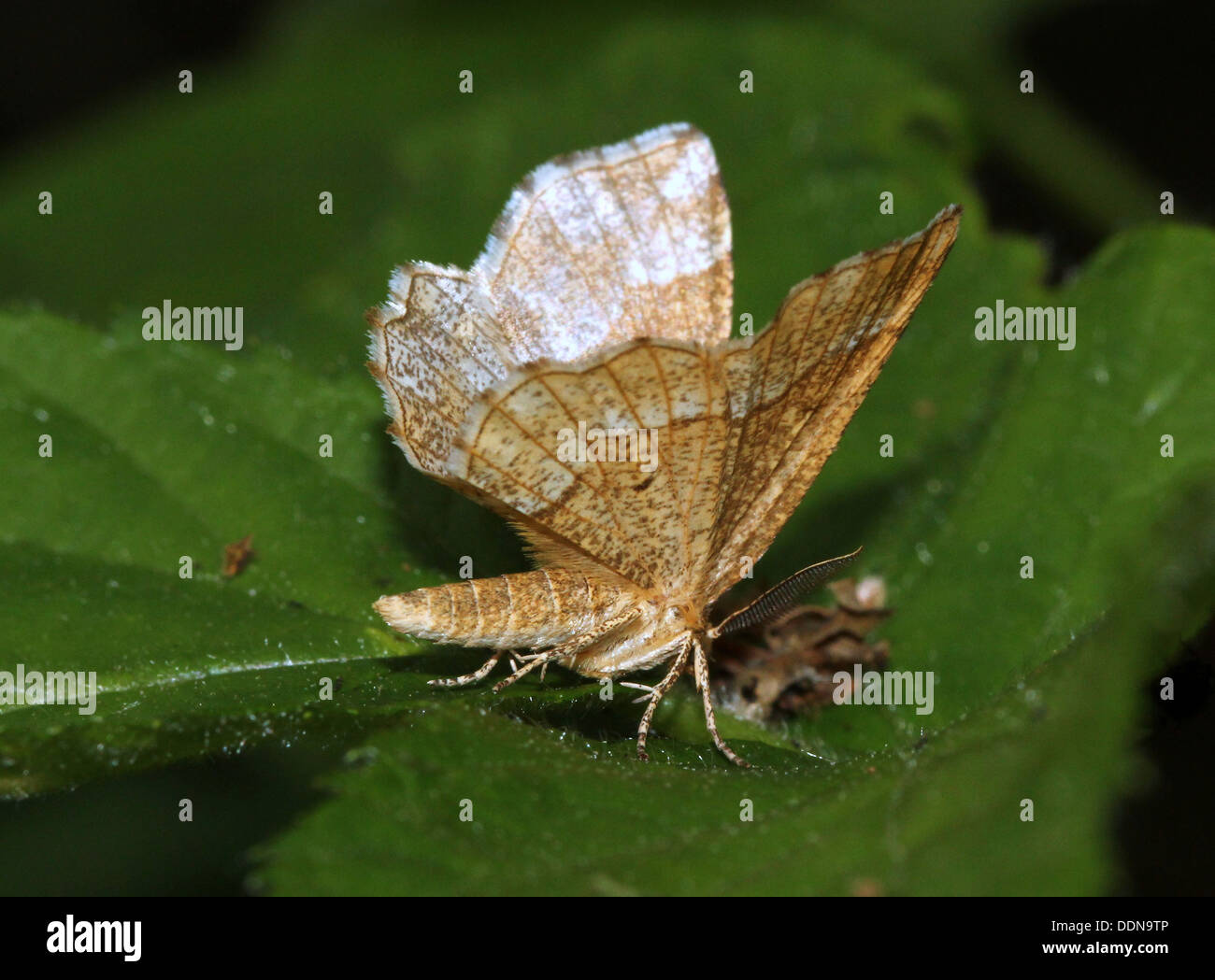 Early Thorn Moth (Selenia dentaria) posing on a leaf with wings opened ...