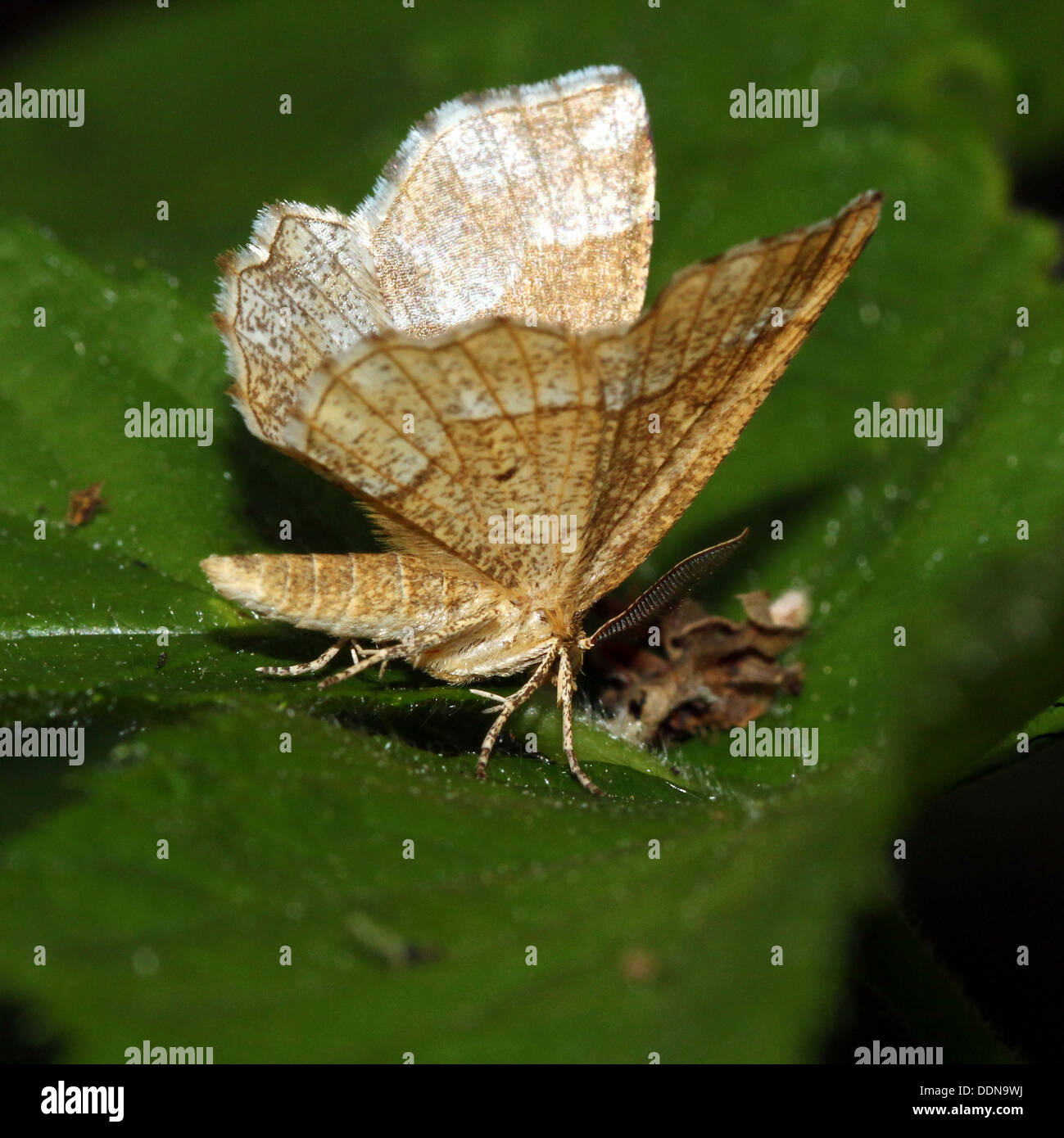 Early thorn moth selenia dentaria hi-res stock photography and images ...