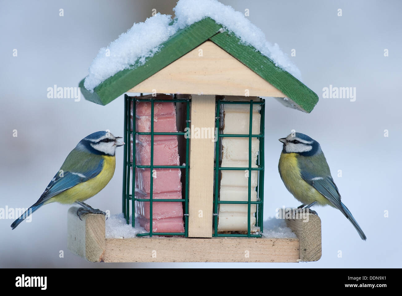 Blue tit, Blaumeise, Blau-Meise, Meise, Parus caeruleus, Vogelfütterung ...
