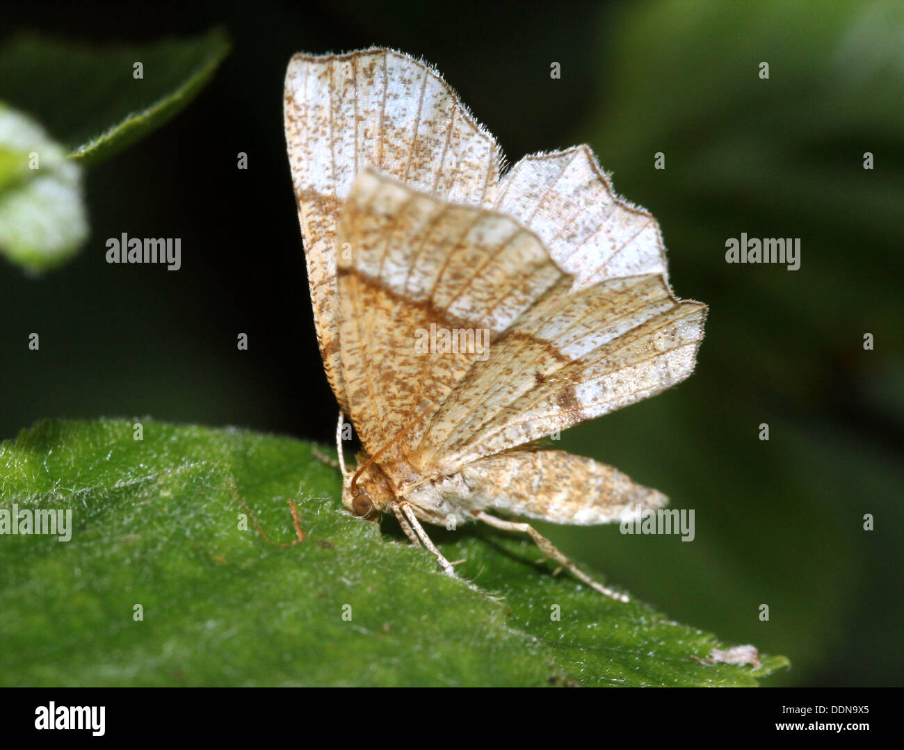 Early Thorn Moth (Selenia dentaria) posing on a leaf with wings opened ...
