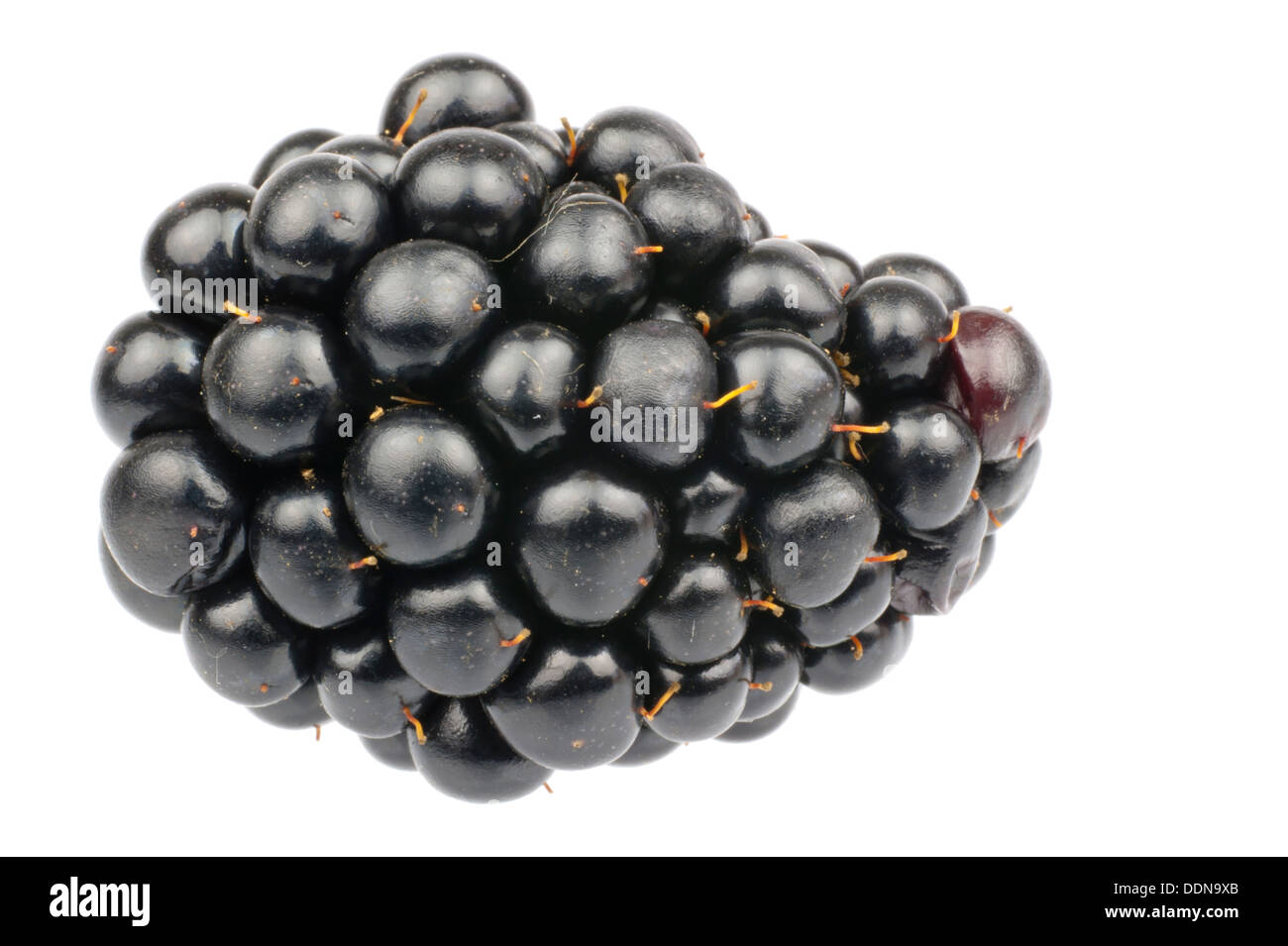 A single blackberry in closeup and isolated in white background Stock ...