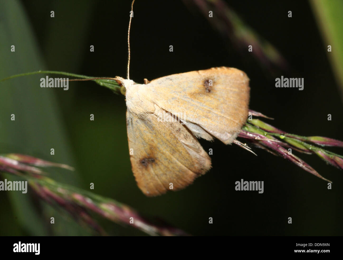 Straw Dot Moth (Rivula sericealis Stock Photo - Alamy