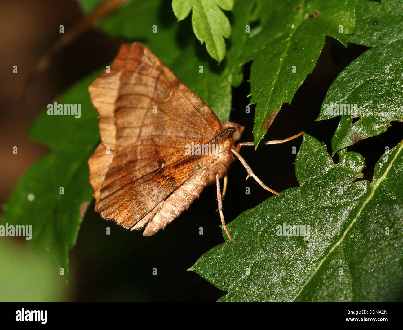 Early Thorn Moth (Selenia dentaria) posing on a leaf with wings opened ...