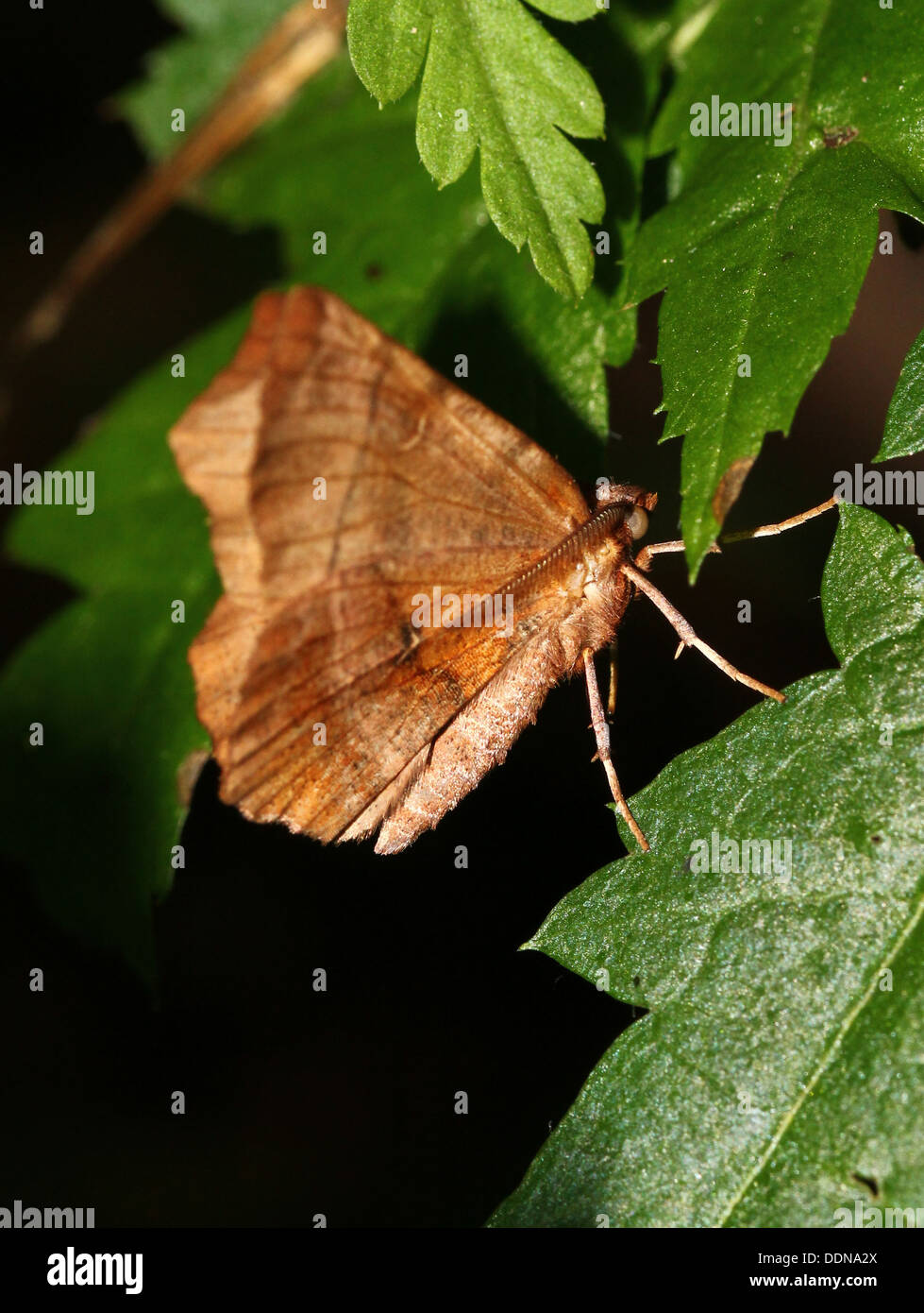 Early Thorn Moth (Selenia dentaria) posing on a leaf with wings opened ...