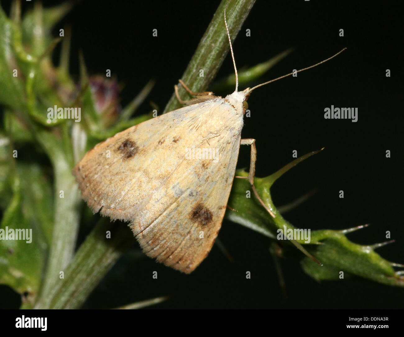 Straw Dot Moth (Rivula sericealis Stock Photo - Alamy