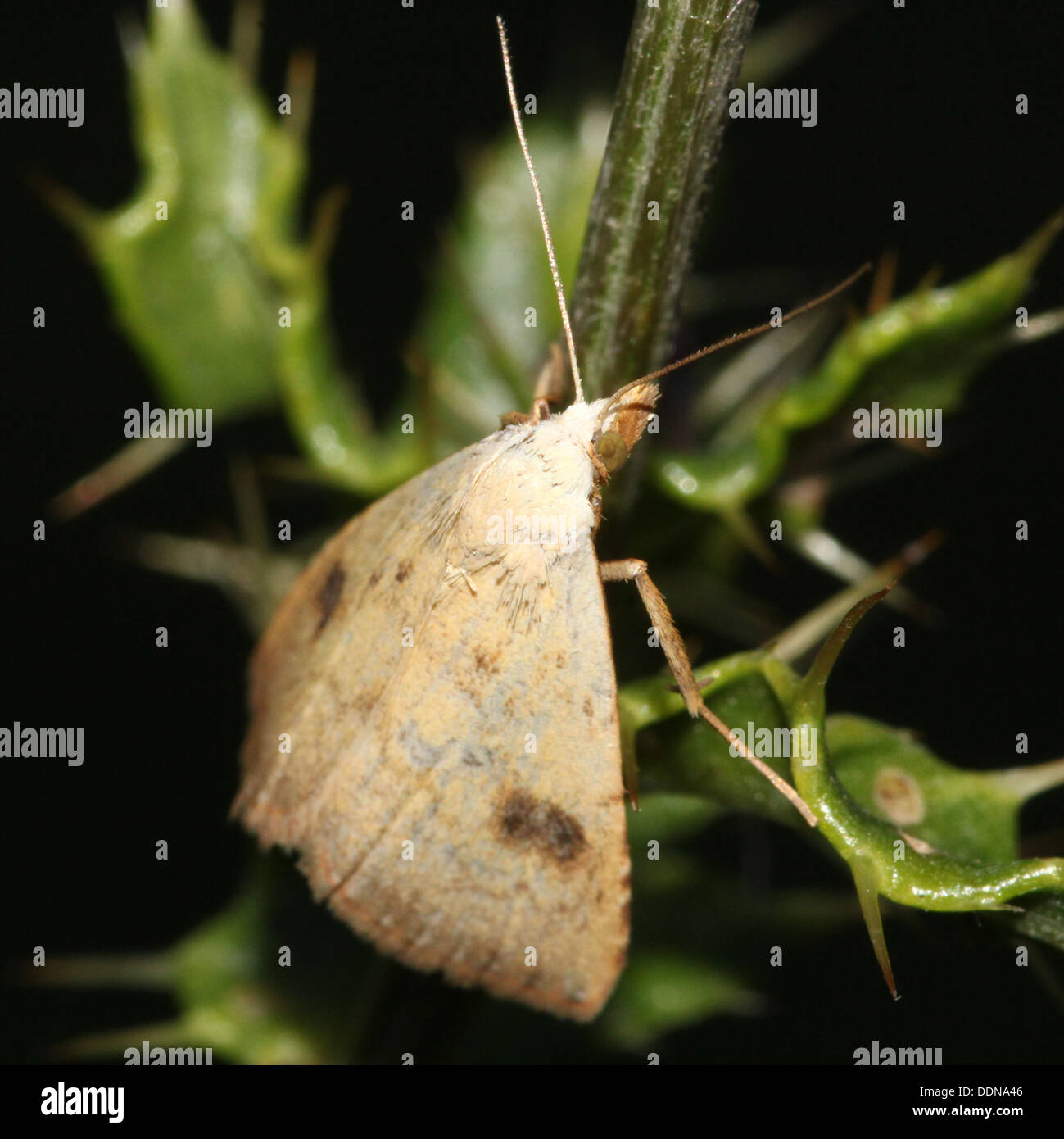 Straw Dot Moth (Rivula sericealis Stock Photo - Alamy
