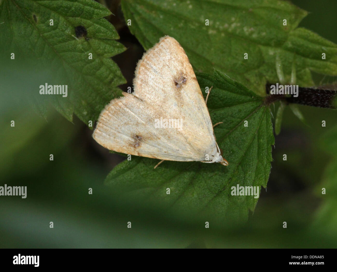 Straw dot moth hi-res stock photography and images - Alamy