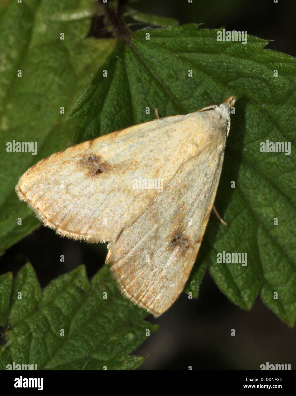 Straw Dot Moth (Rivula sericealis Stock Photo - Alamy
