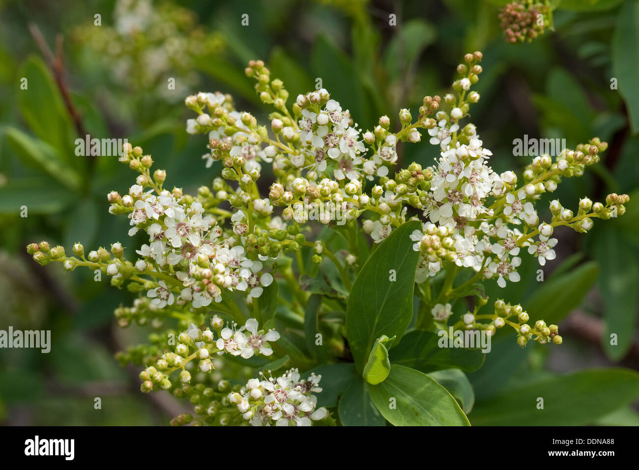 Croatian Sibirea, Blauspiere, Kroatische Blauspiere, Sibirische ...