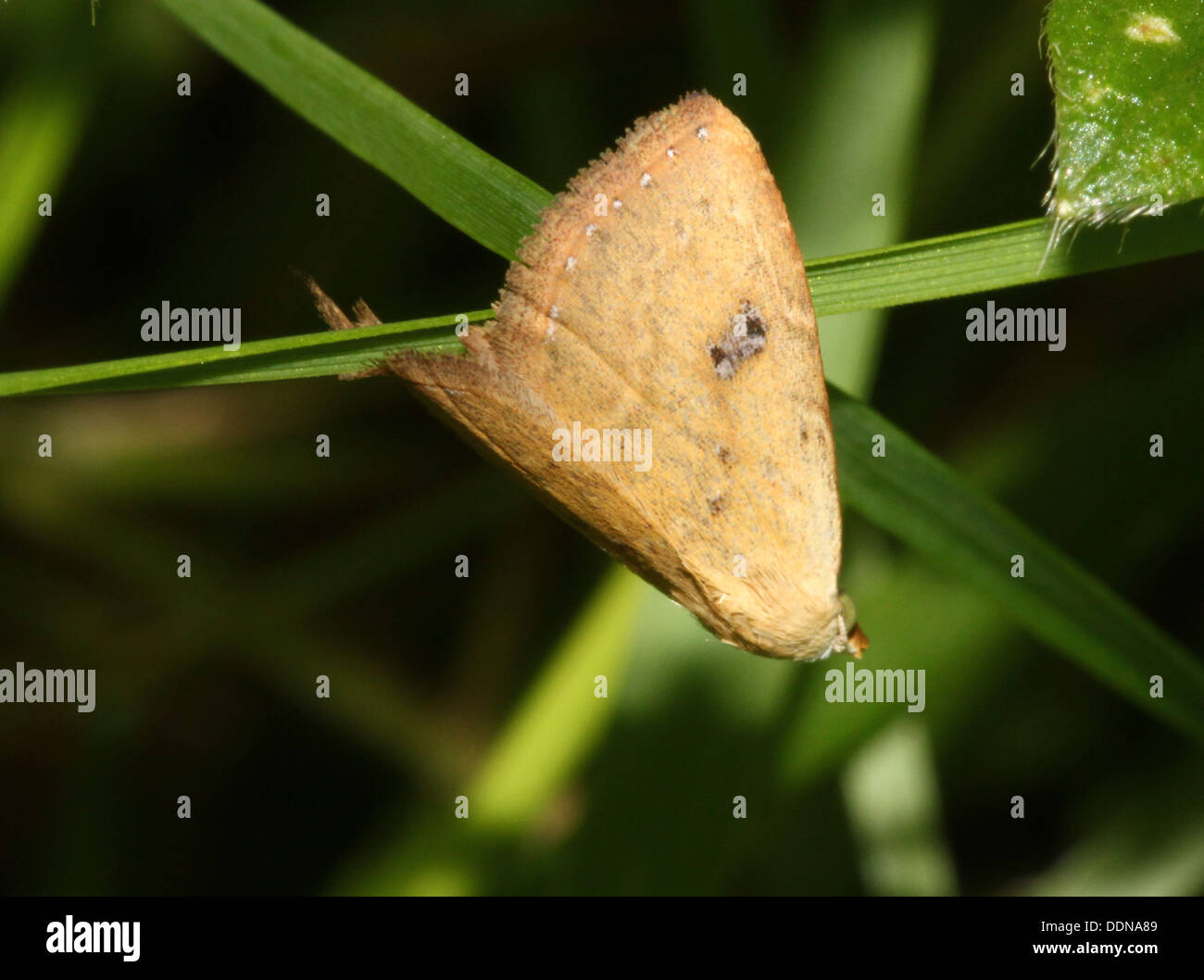 Straw Dot Moth (Rivula sericealis Stock Photo - Alamy