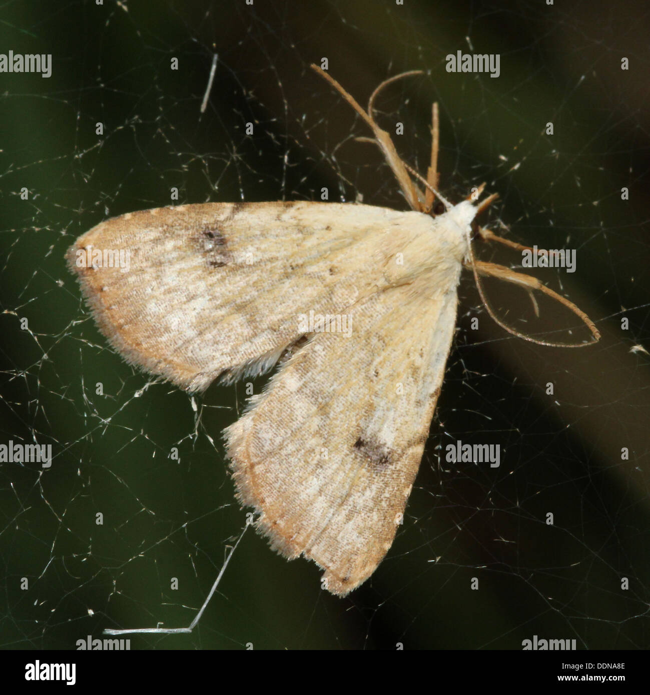 Straw Dot Moth (Rivula sericealis Stock Photo - Alamy