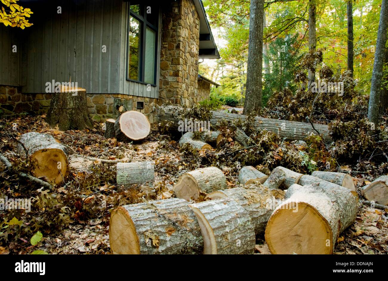 Tree on the ground hi-res stock photography and images - Alamy