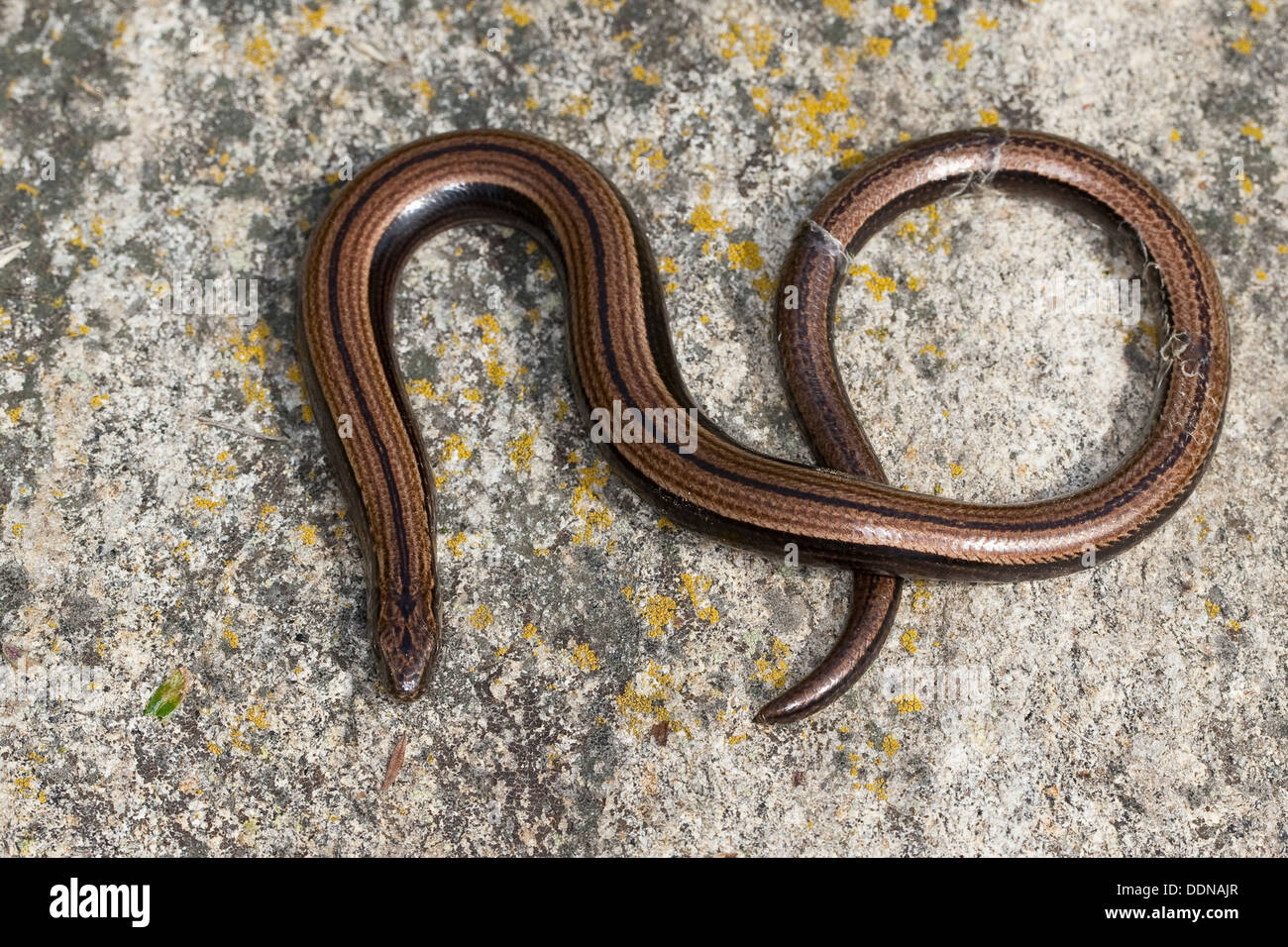 European slow worm, blindworm, Blindschleiche, Blind-Schleiche ...
