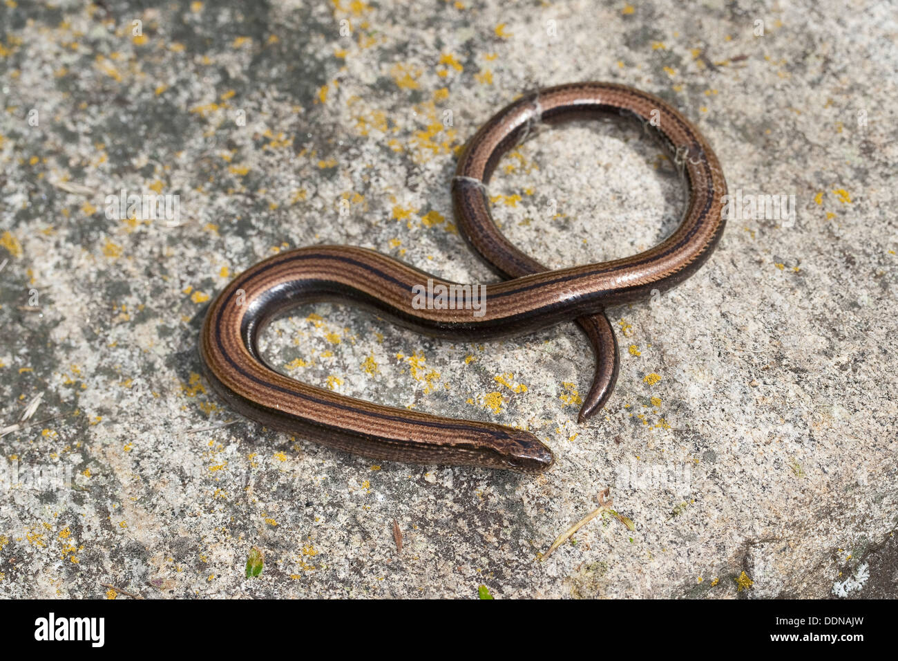 European slow worm, blindworm, Blindschleiche, Blind-Schleiche ...