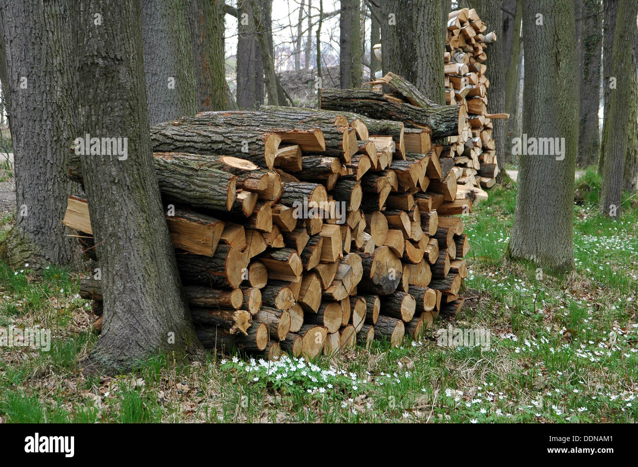 Cut down branch hi-res stock photography and images - Alamy