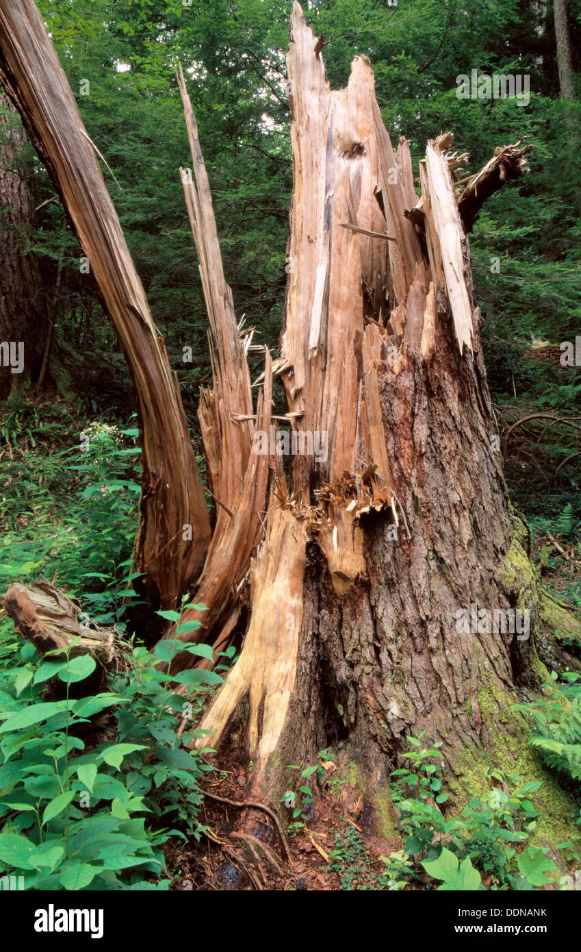 Great smoky mountains old growth forest hi-res stock photography and ...