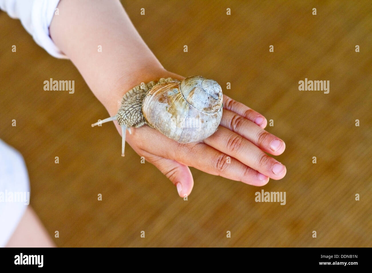 Hand of a child with burgundy snail Stock Photo - Alamy