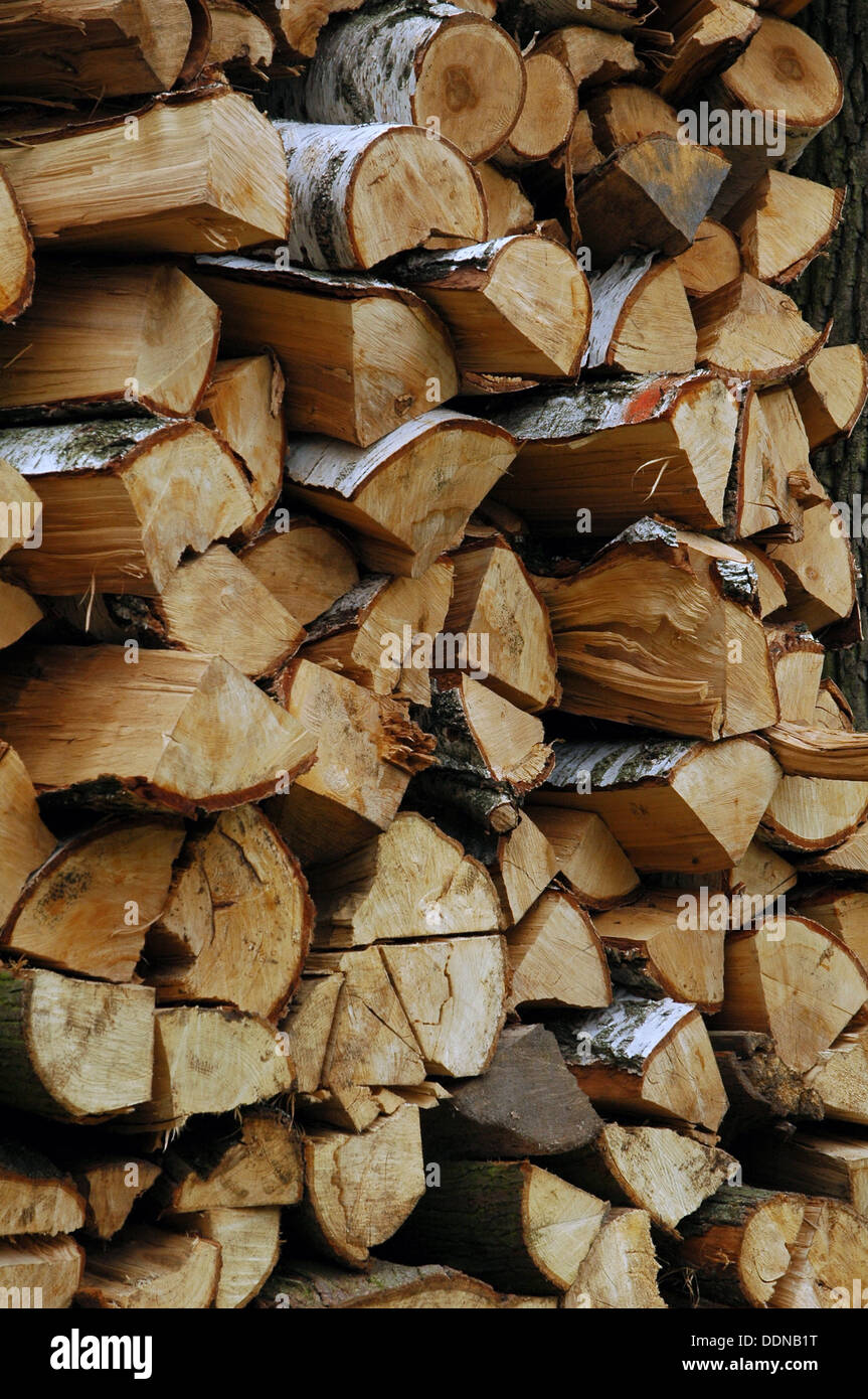 Poland cut trees hi-res stock photography and images - Alamy