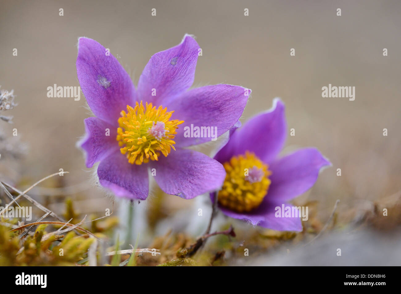 Pasque flower, Pulsatilla vulgaris, Bavaria, Germany, Europe Stock ...