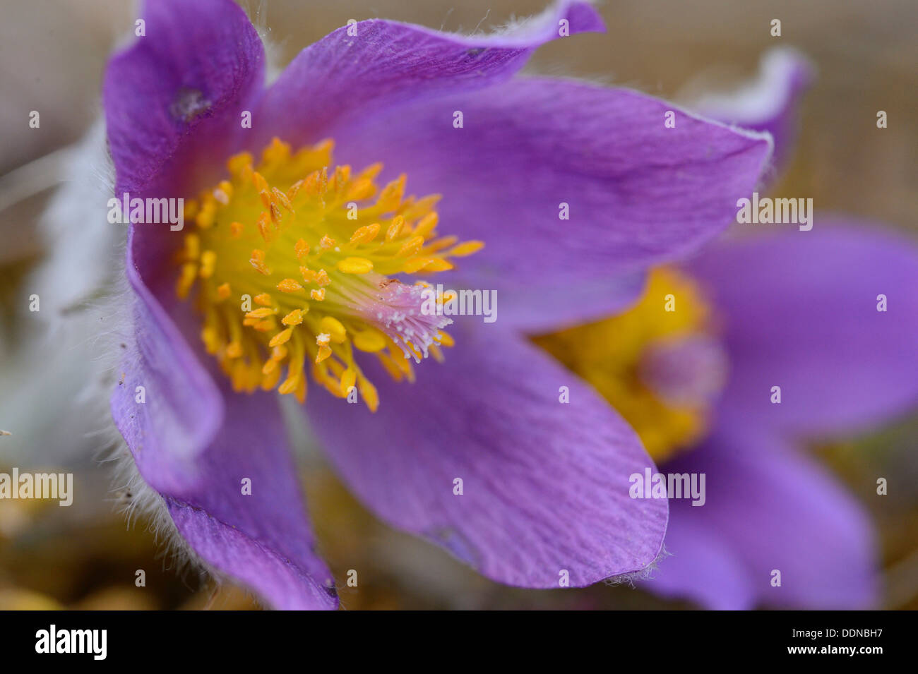 Pasque flower, Pulsatilla vulgaris, Bavaria, Germany, Europe Stock ...