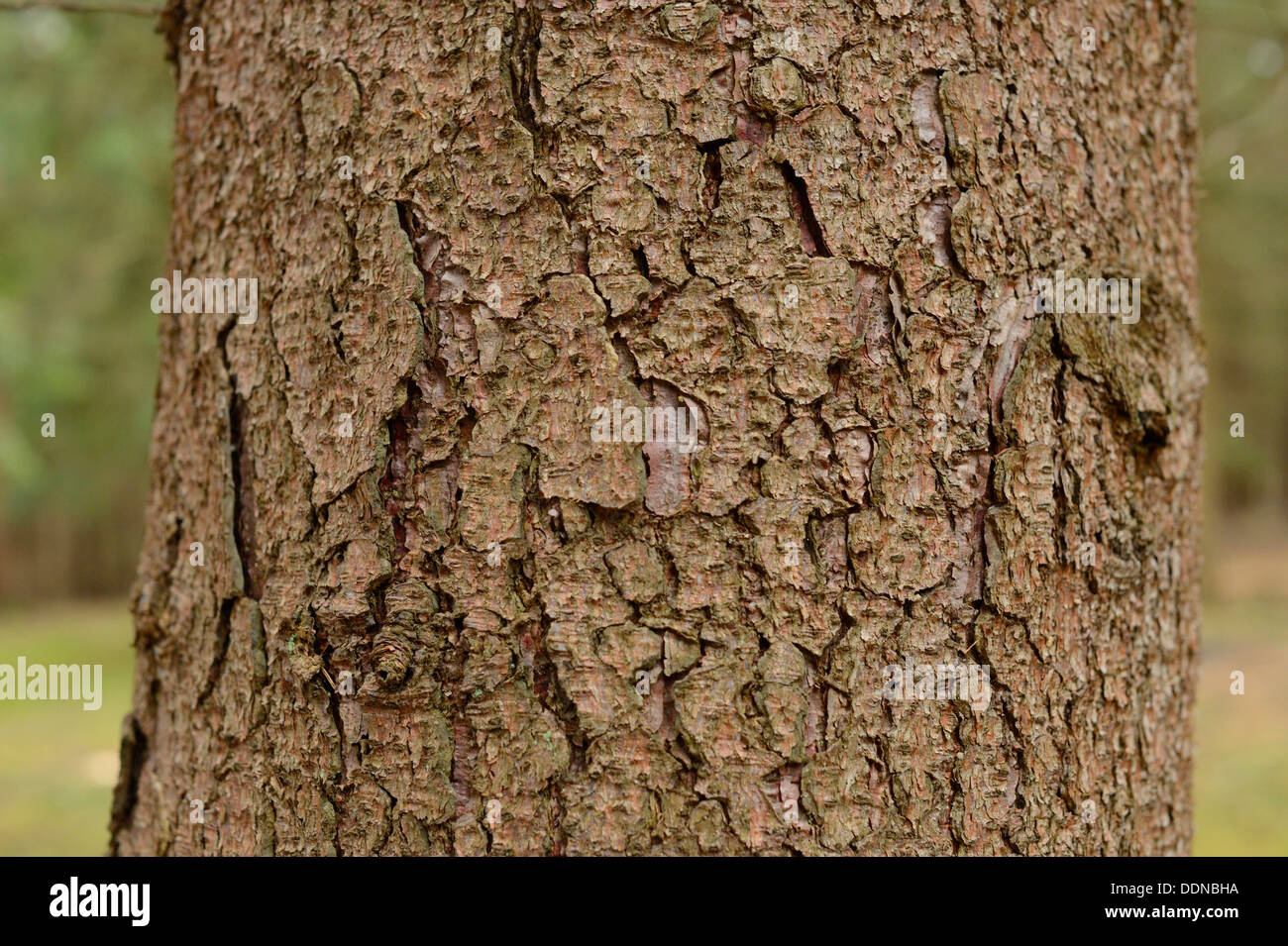 Coniferous spruce picea abies hi-res stock photography and images - Alamy