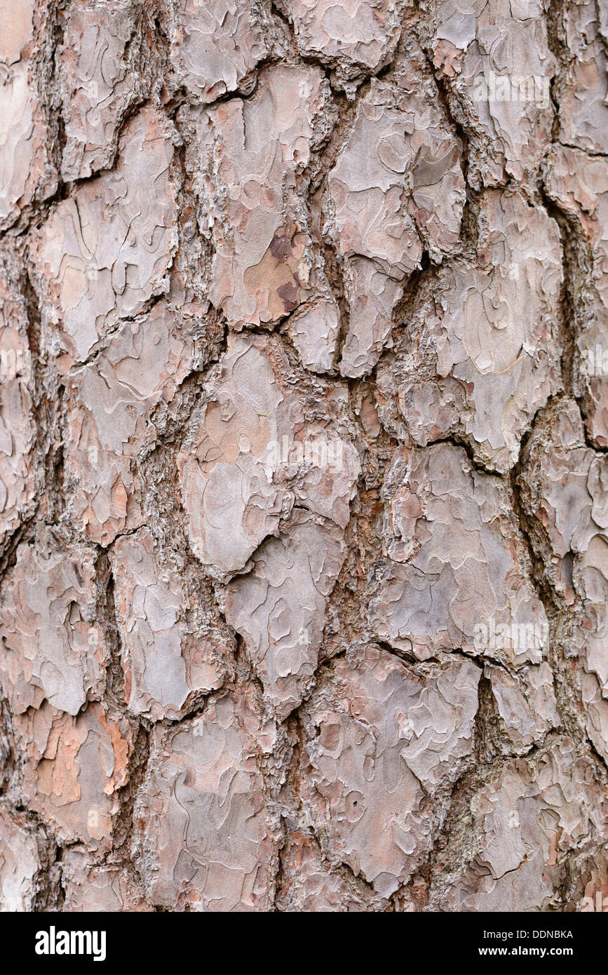 Tree bark from a Scots Pine, Pinus sylvestris, Upper Palatinate ...