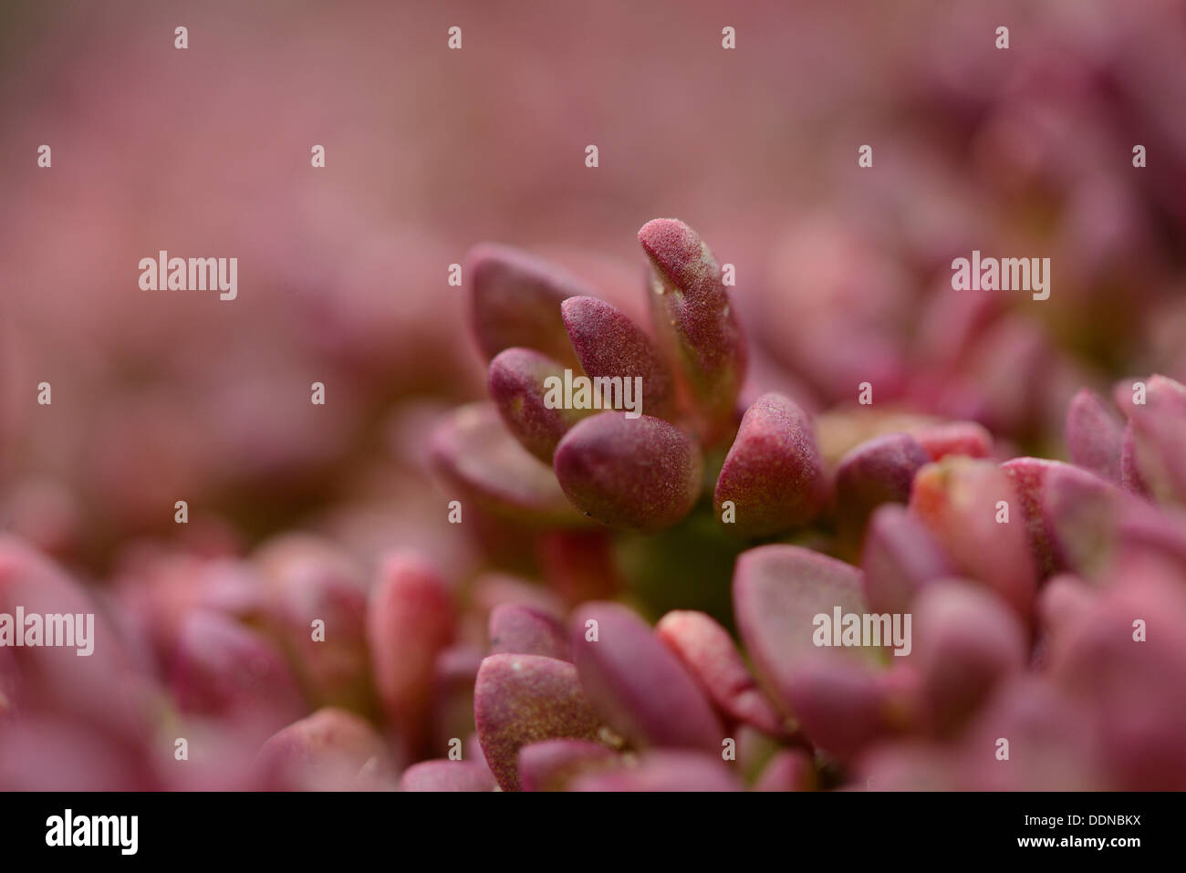 Delosperma nubigenum hi-res stock photography and images - Alamy