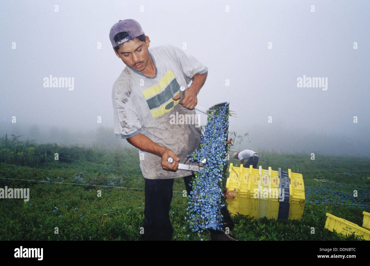 Blueberry rake hi-res stock photography and images - Alamy