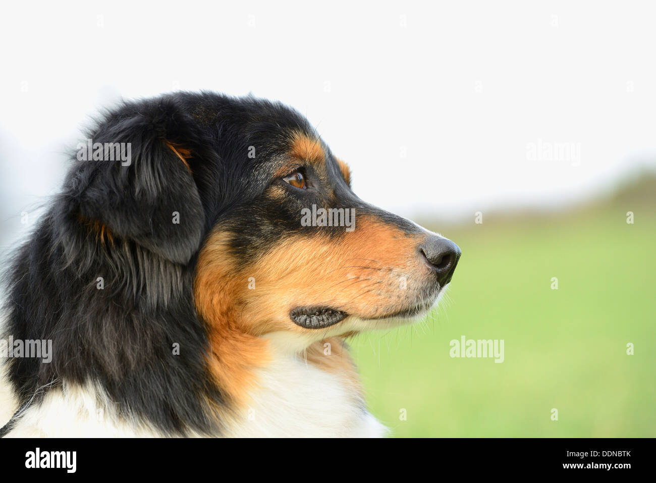 Australian shepherd profile hi-res stock photography and images - Alamy