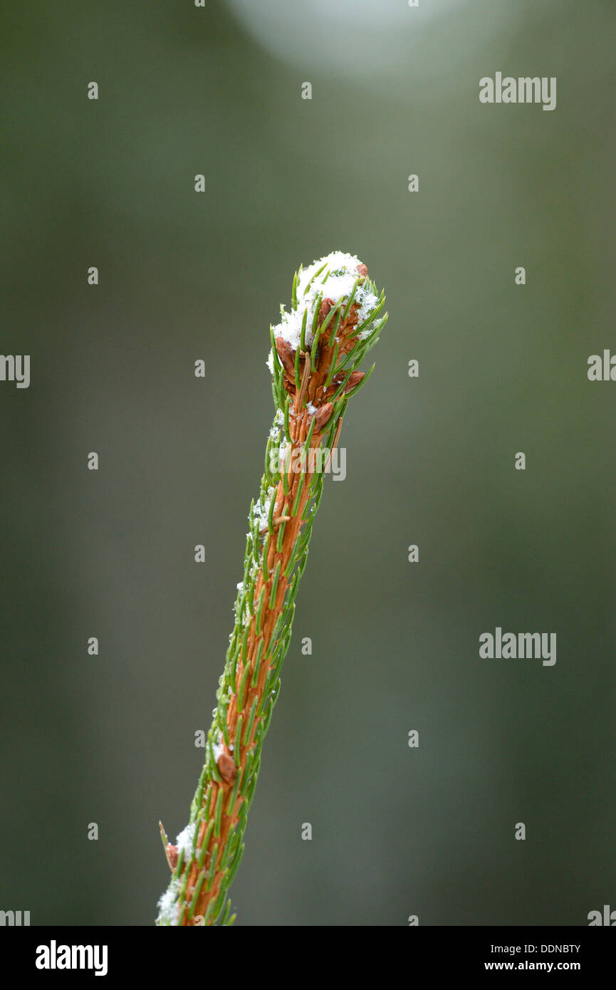 Twi of a spruce tree hi-res stock photography and images - Alamy