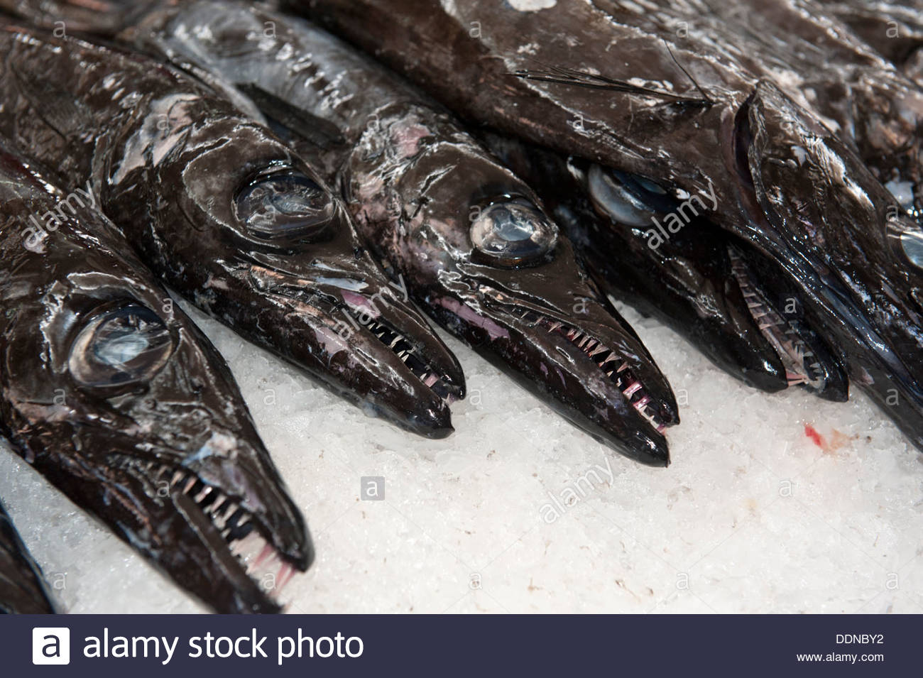 Black Scabbardfish High Resolution Stock Photography and Images - Alamy
